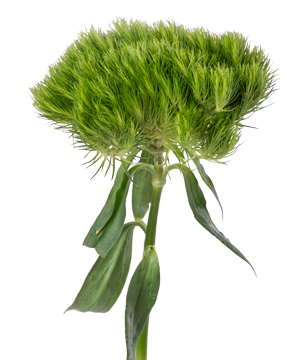 Green wicky CTY (10) - hoa lẻ | hoa tươi cắt cành