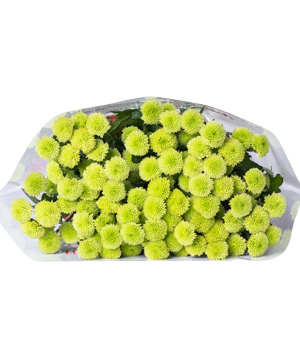 Cúc calimero xanh CTY (10 cành) - hoa lẻ | hoa tươi cắt cành