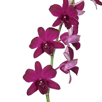 Dendrobium siam ruby - hoa lẻ | hoa tươi cắt cành