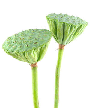 Đài sen (20) - hoa lẻ | hoa tươi cắt cành